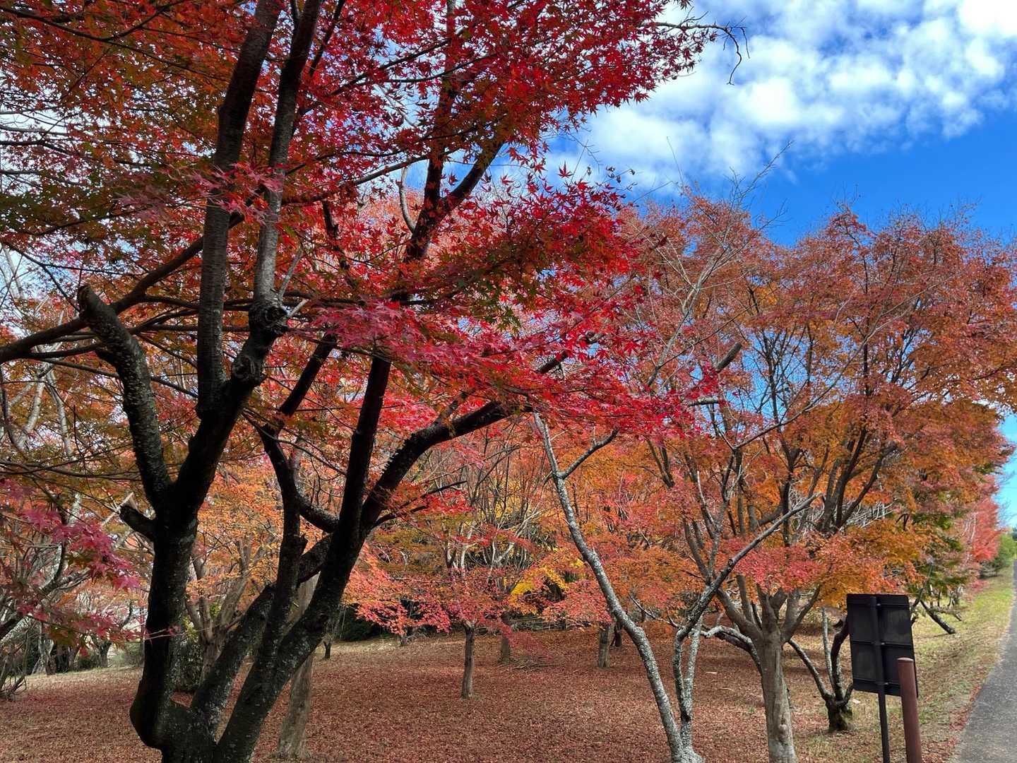 鏡山（領巾振山） / s14さんの鏡山の活動データ | YAMAP / ヤマップ