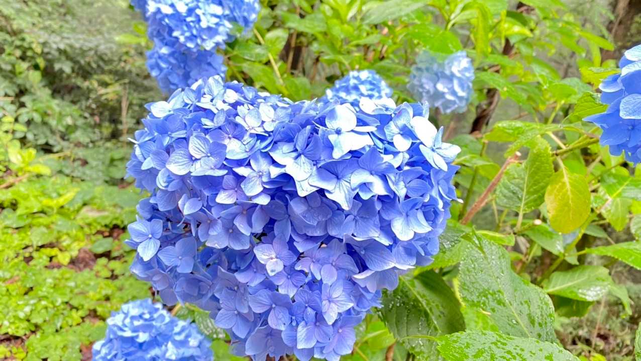 鎌倉山のあと、鷲子山上神社に紫陽花を見て... / Sakakenさんのモーメント | YAMAP / ヤマップ