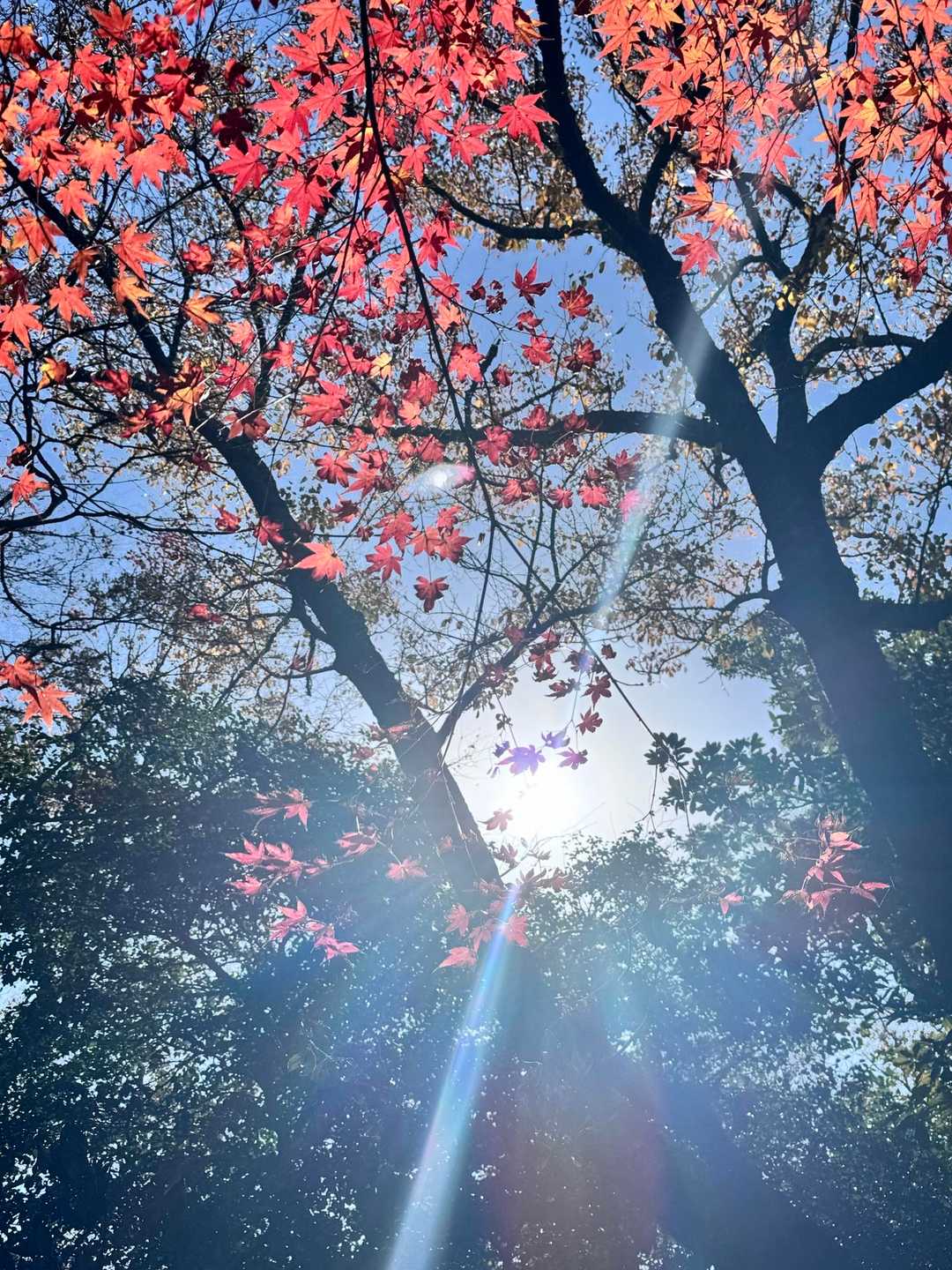 鐘撞山・高祖山・高地山・叶岳 / Tomokoさんの高祖山・飯盛山・叶岳の活動データ | YAMAP / ヤマップ
