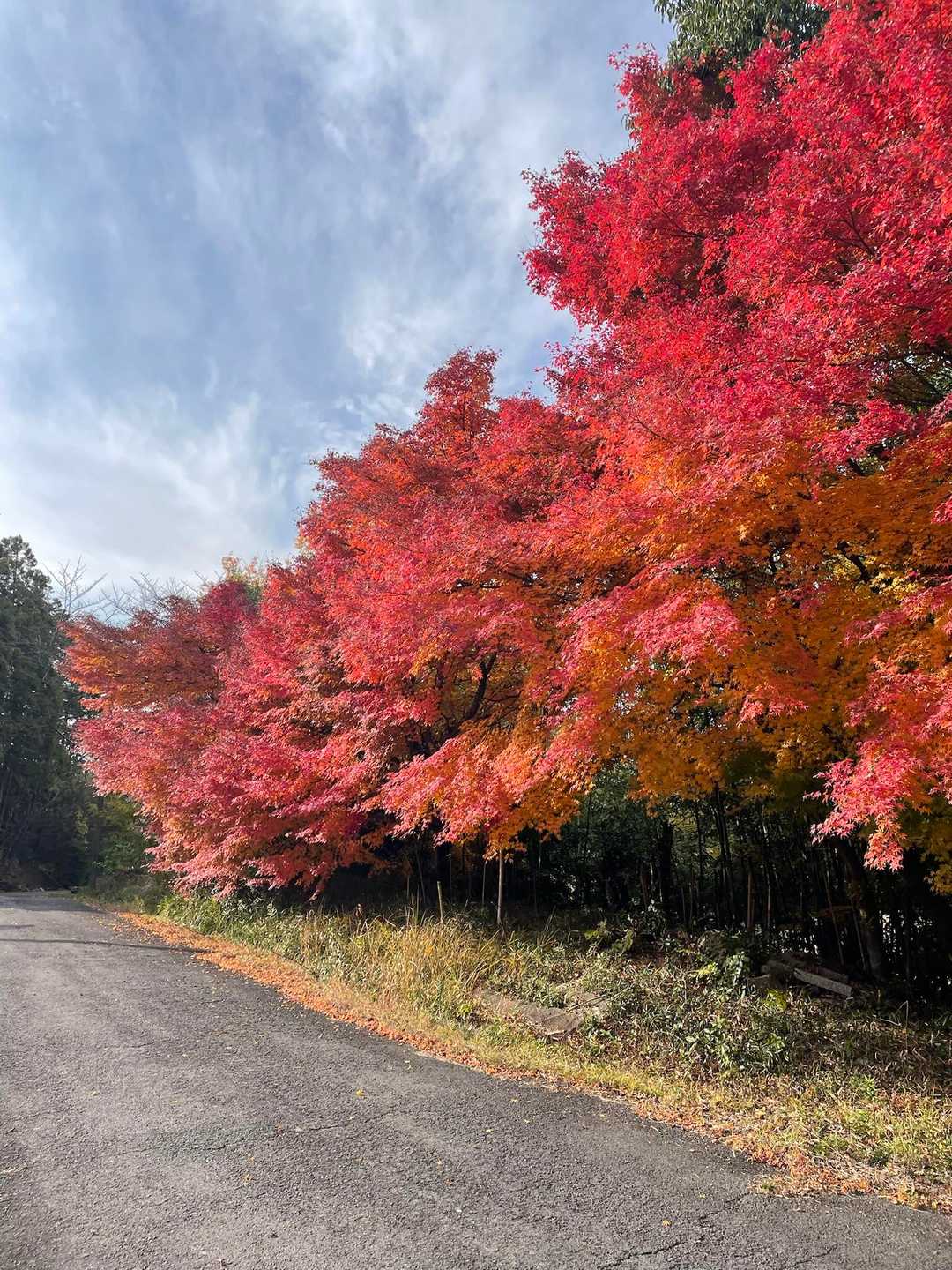 紅葉🍁湖東ニ山 周辺 / 大文字山さんの八ツ尾山・高取山・正楽寺山の活動データ | YAMAP / ヤマップ