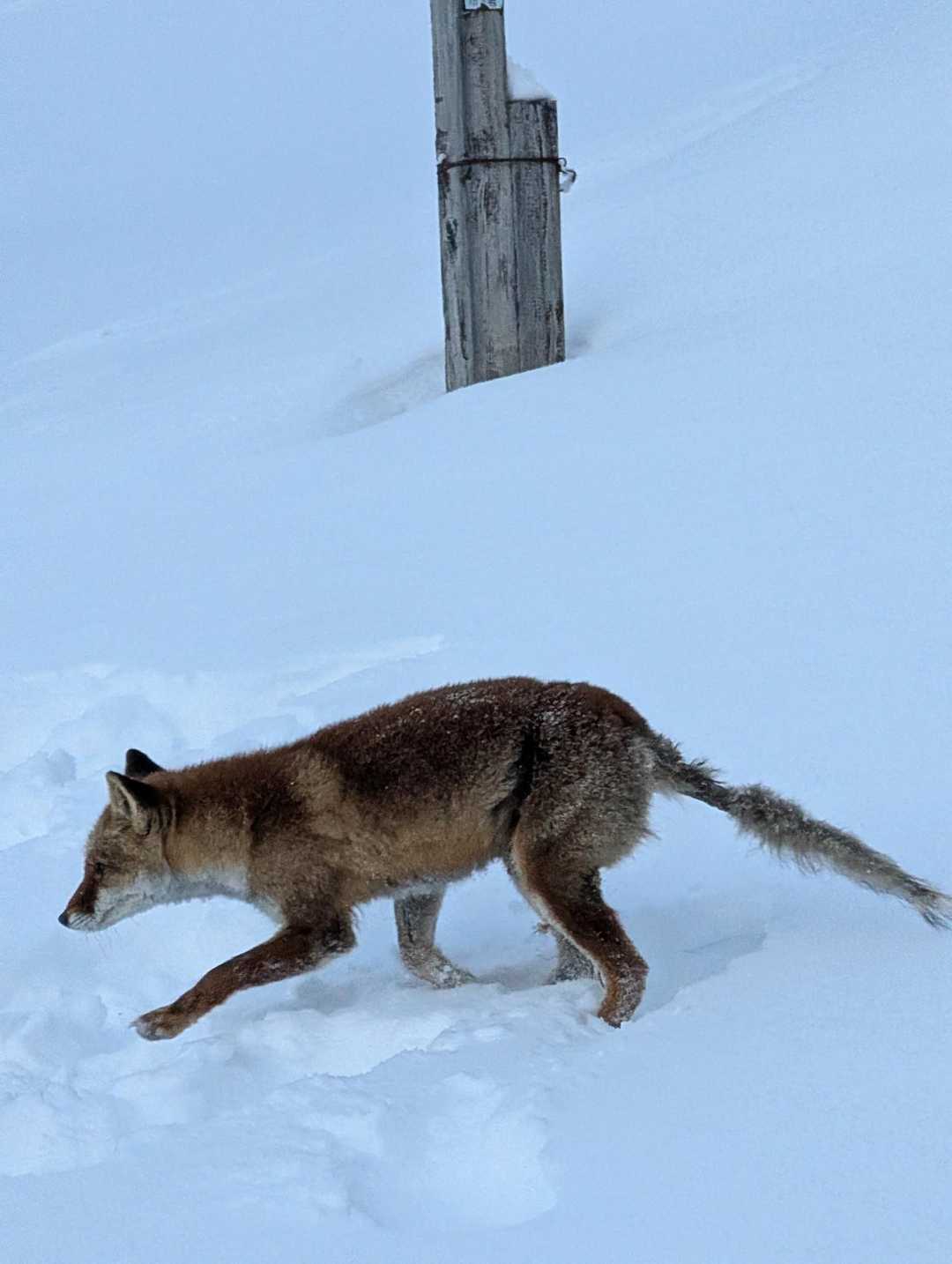 阿弥陀岳 / stgctkmさんの八ヶ岳（赤岳・硫黄岳・天狗岳）の活動データ | YAMAP / ヤマップ