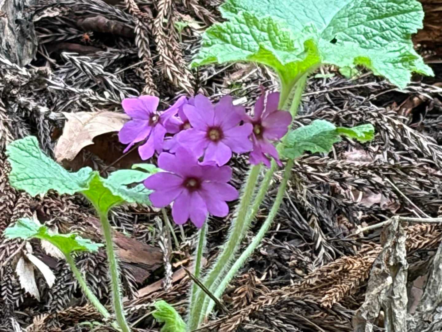 鳴神山（仁田山岳）・鳴神山（桐生岳） / 蒼い鳥の登山データ | YAMAP / ヤマップ