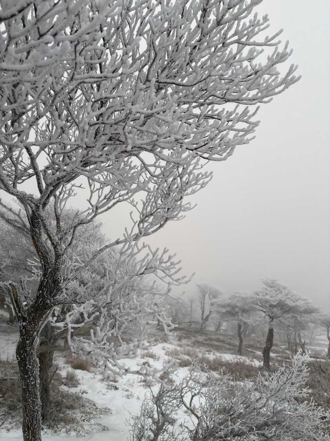 竜ヶ岳 初日の出チャレンジ / じゅんたこさんの竜ヶ岳の活動データ | YAMAP / ヤマップ