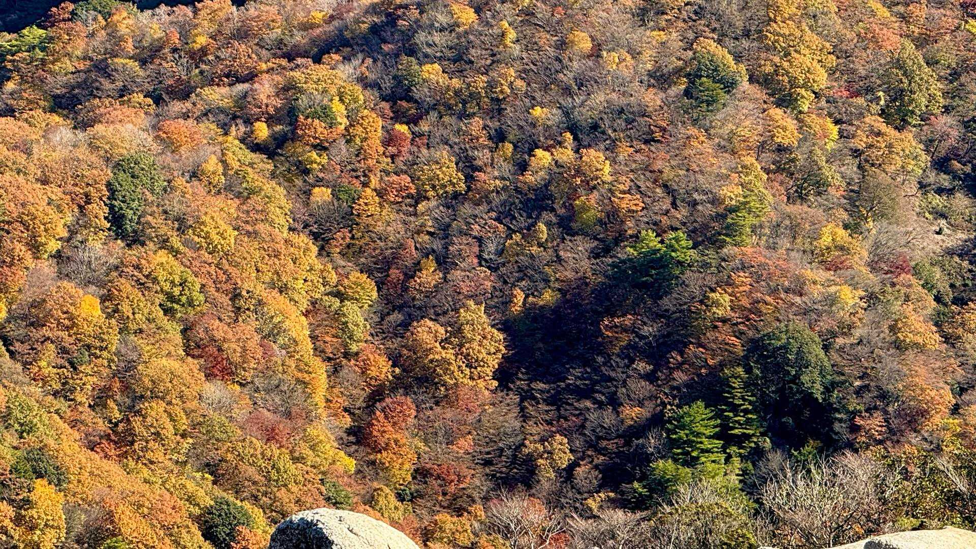 紅葉トレック@鈴鹿(御在所岳・鎌ヶ岳・P917峰・雲母西峰・雲母峰・雲母Ⅱ峰) / windsor._.knot さんの御在所岳（御在所山 ...