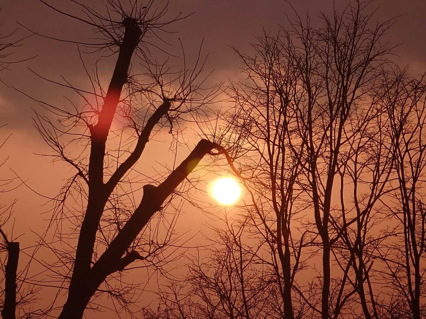 11/26 悔しい日の出 藻岩山 / Syoさんの札幌市の活動データ | YAMAP / ヤマップ