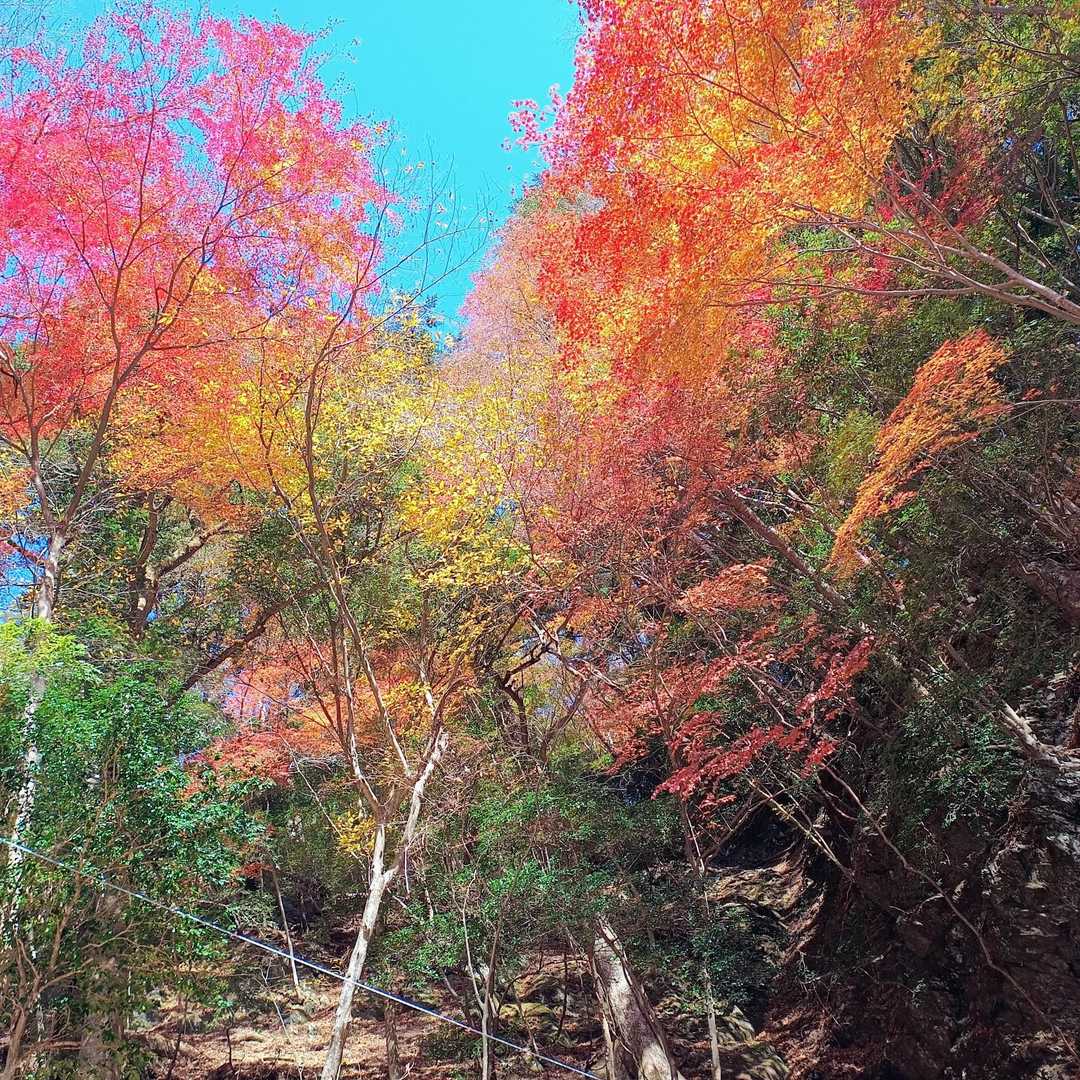 裏TanTraining🏃大山北尾根〜ケヤキ沢〜塔ノ岳 / denny3781さんの塔ノ岳・丹沢山・蛭ヶ岳の活動データ | YAMAP / ヤマップ
