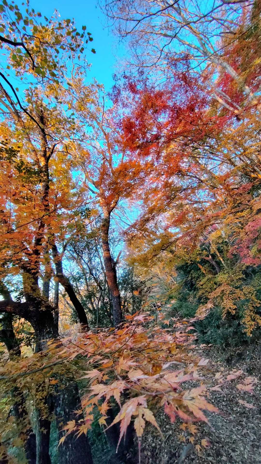 高崎山 / Jasperさんの高崎山の活動データ | YAMAP / ヤマップ