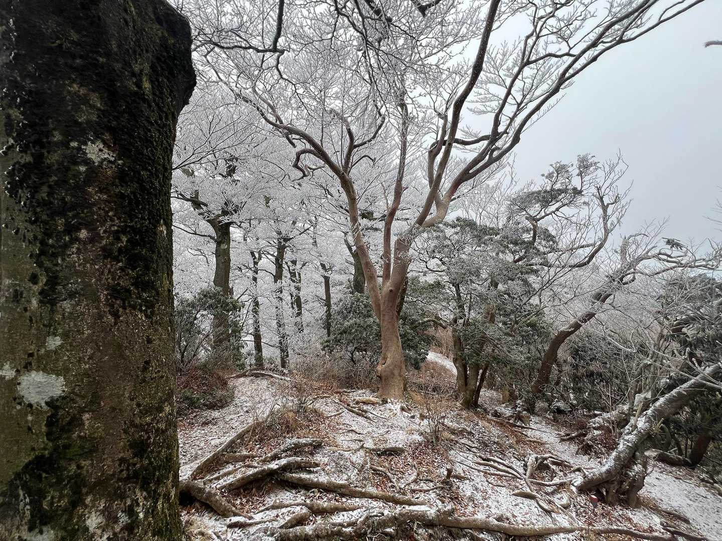 万二郎岳（天城山）・万三郎岳（天城山） / naoさんの天城山・鉢ノ山・三筋山の活動データ | YAMAP / ヤマップ