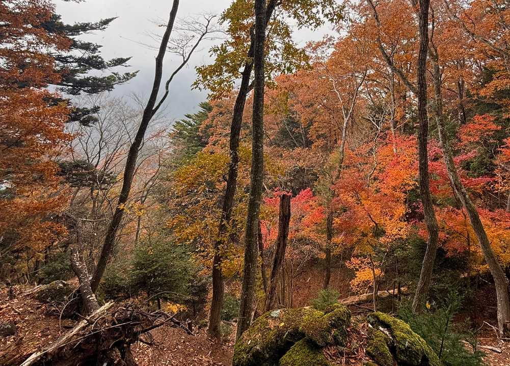高畑登山口-高畑 往復コースの地図・登山ルート・登山口情報 | YAMAP / ヤマップ