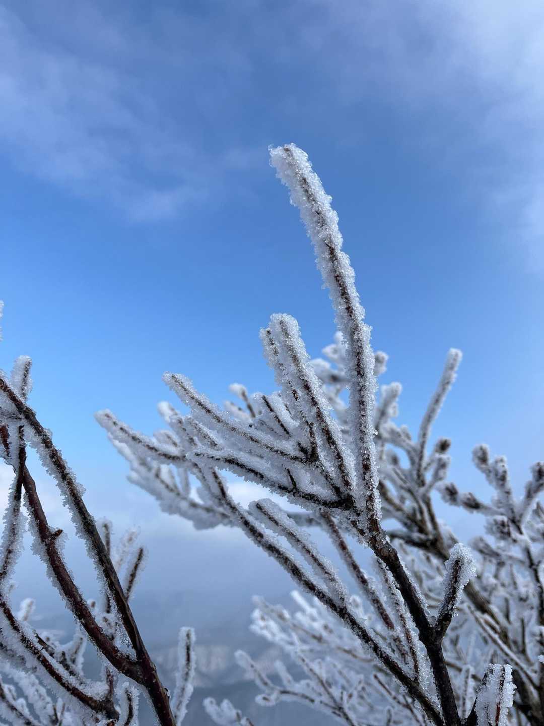 大山（弥山） 鳥取 / やよぽんさんの大山・甲ヶ山・野田ヶ山の活動データ | YAMAP / ヤマップ