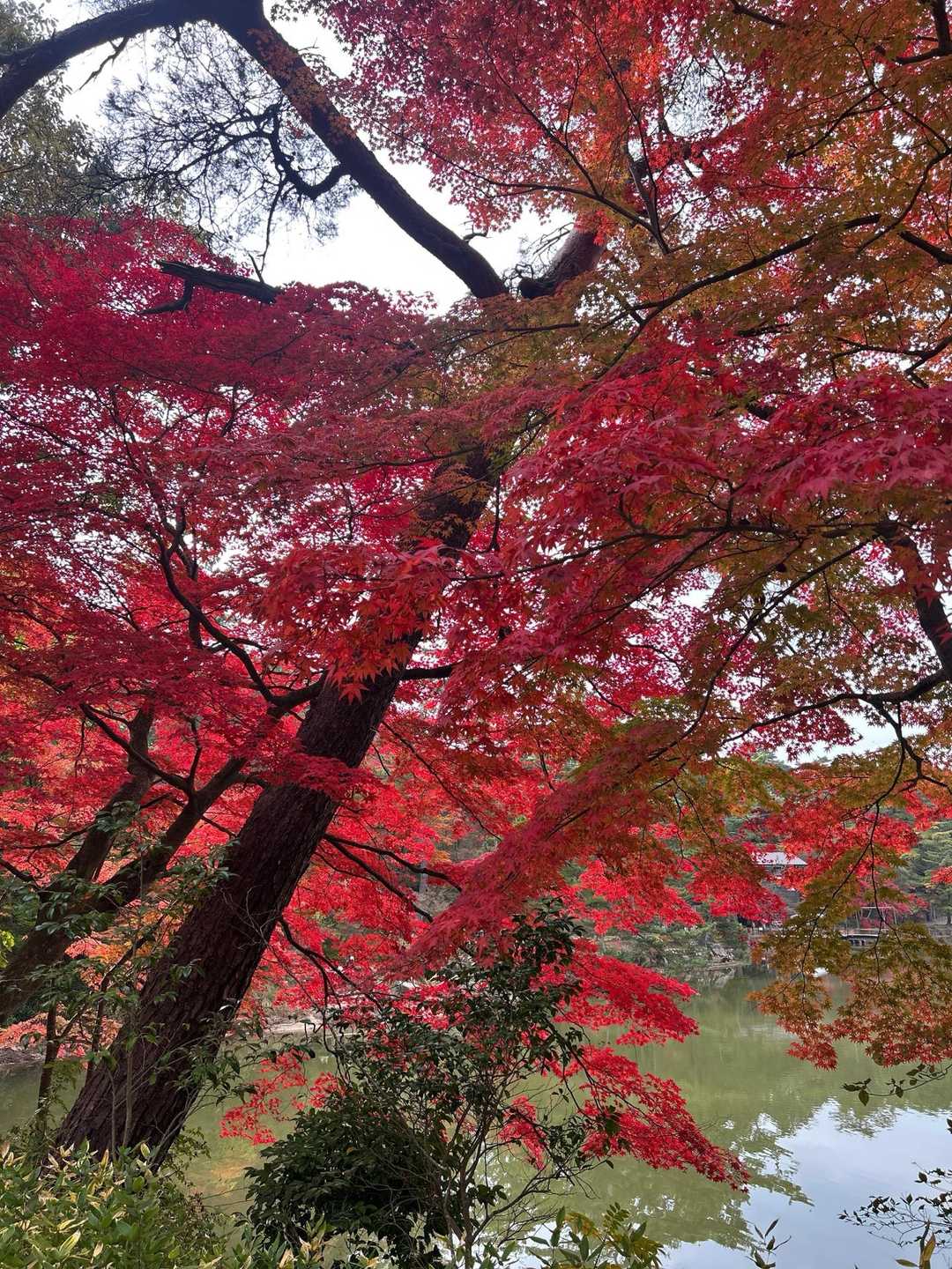 スコーンを食べに再度公園へ🍁 / rumicoの登山データ | YAMAP / ヤマップ