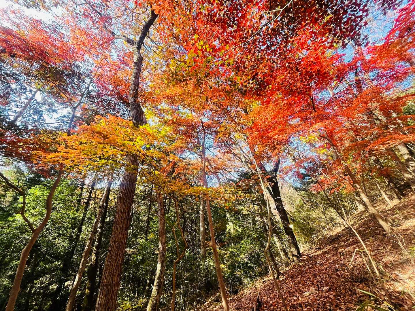 斑根石山・540P / あしたさんの古賀志山・赤岩山・鞍掛山・男抱山・半蔵山の活動データ | YAMAP / ヤマップ