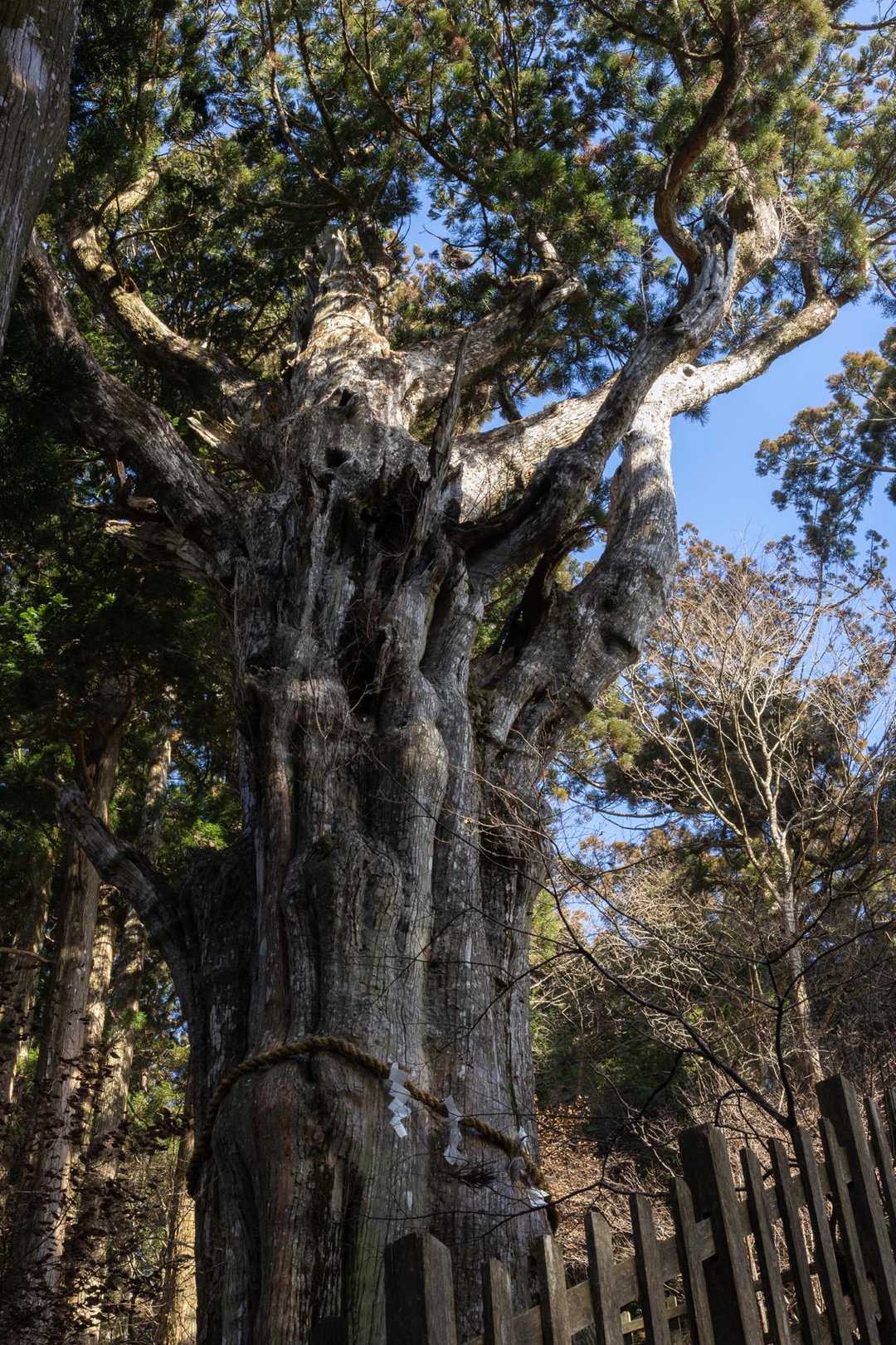 玉置山 / ゆきおさんの玉置山の活動データ | YAMAP / ヤマップ