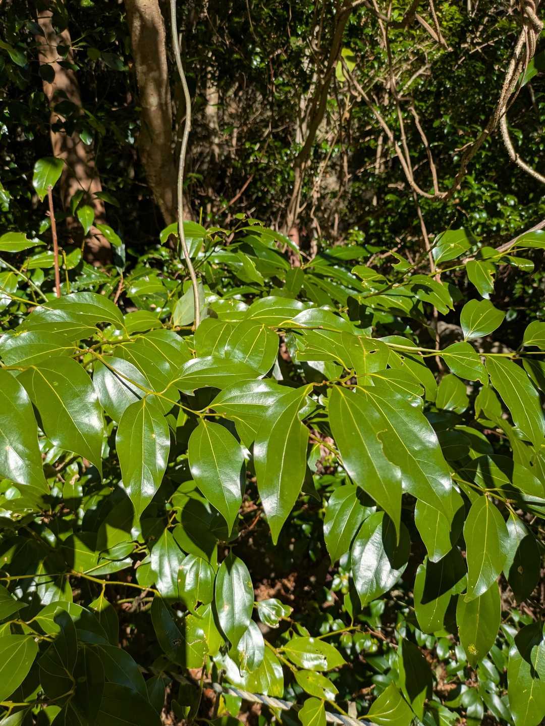行縢山 / 田尻靖法69さんの行縢山の活動データ | YAMAP / ヤマップ