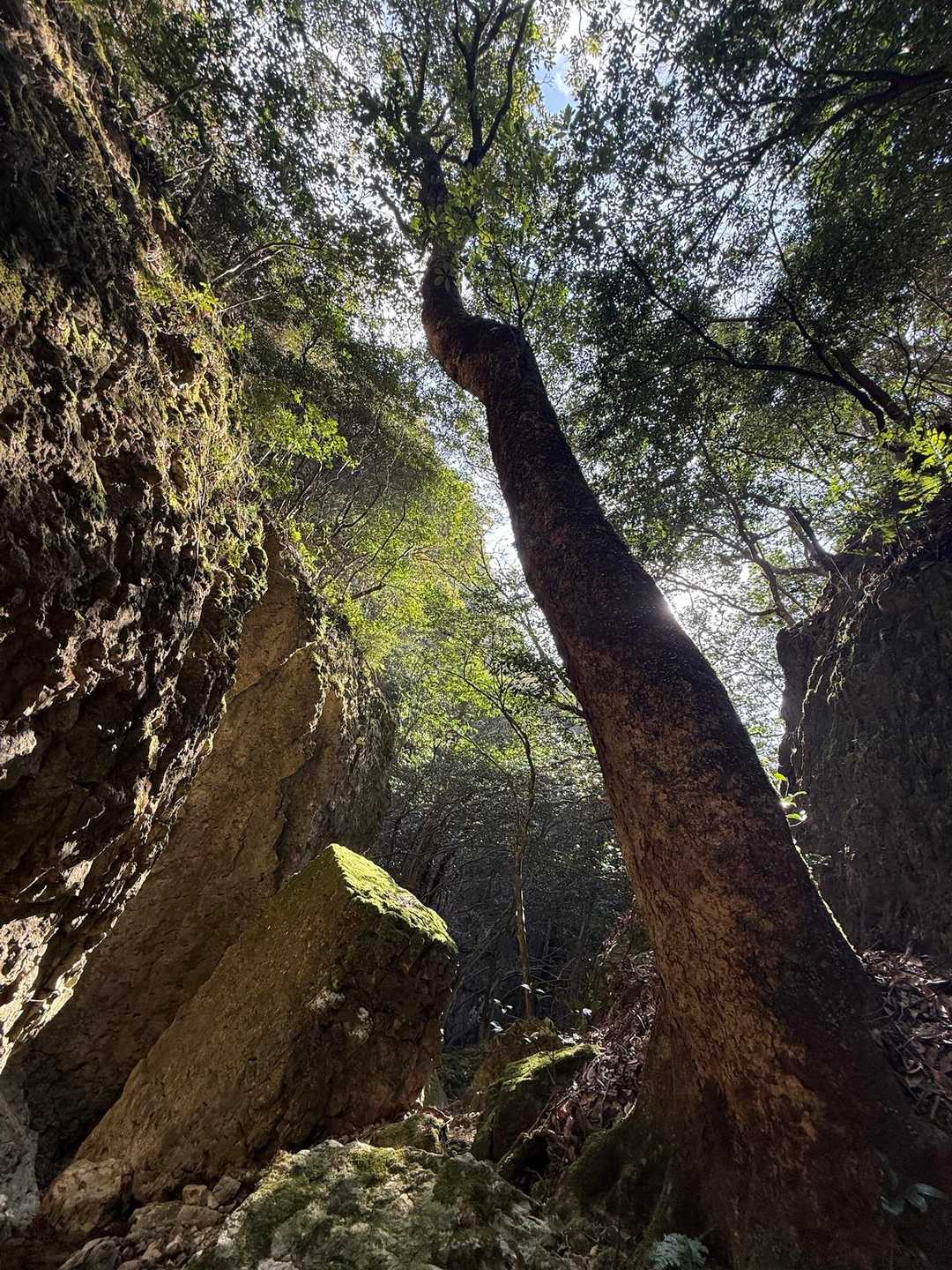 風の谷のシラタキ 白滝山・天井ヶ岳 / お菓子なアリん子🐾さんの白滝山・天井ヶ岳の活動データ | YAMAP / ヤマップ