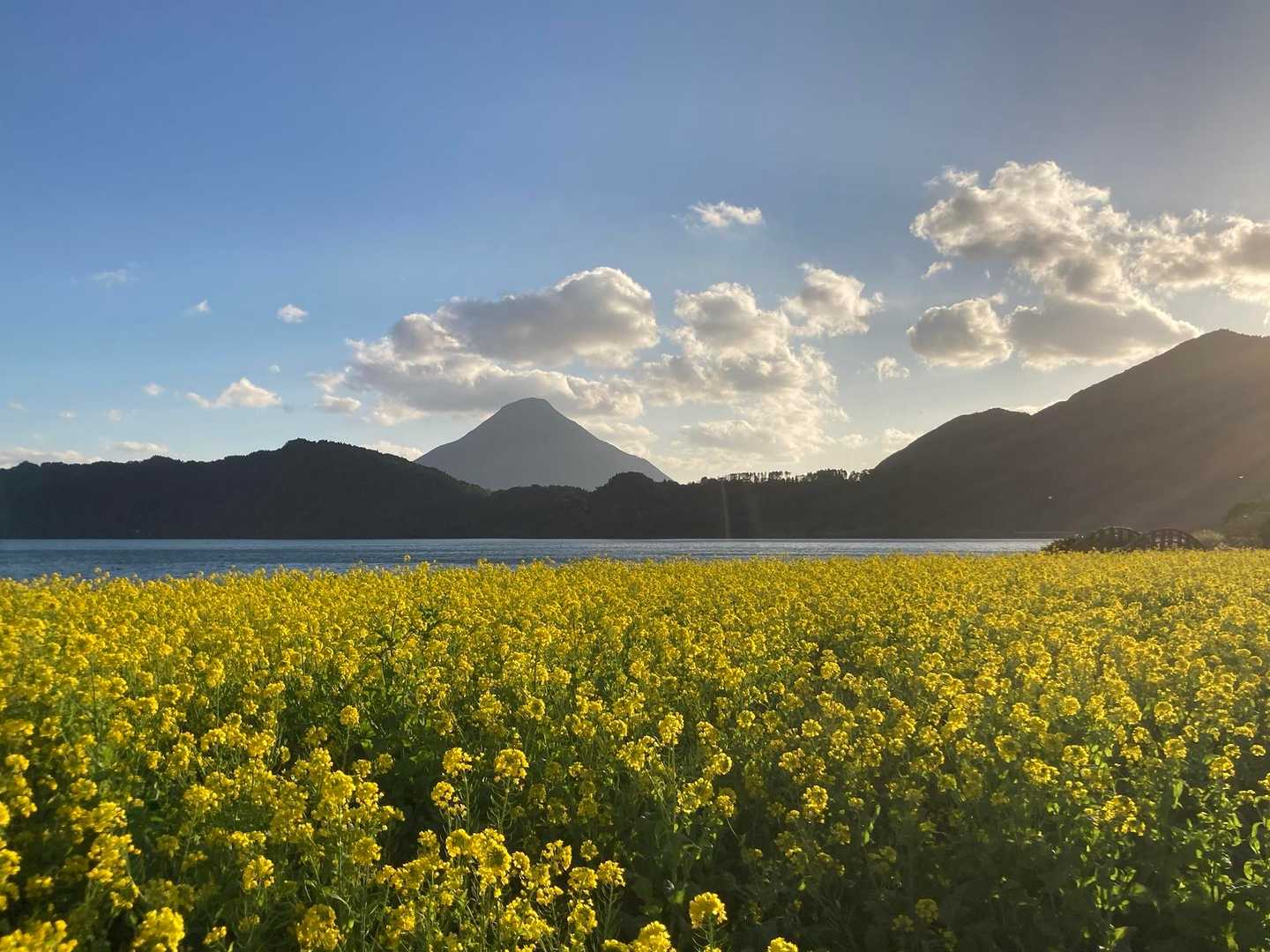 第43回 いぶすき菜の花マラソン / outriderさんのランニングの活動データ | YAMAP / ヤマップ