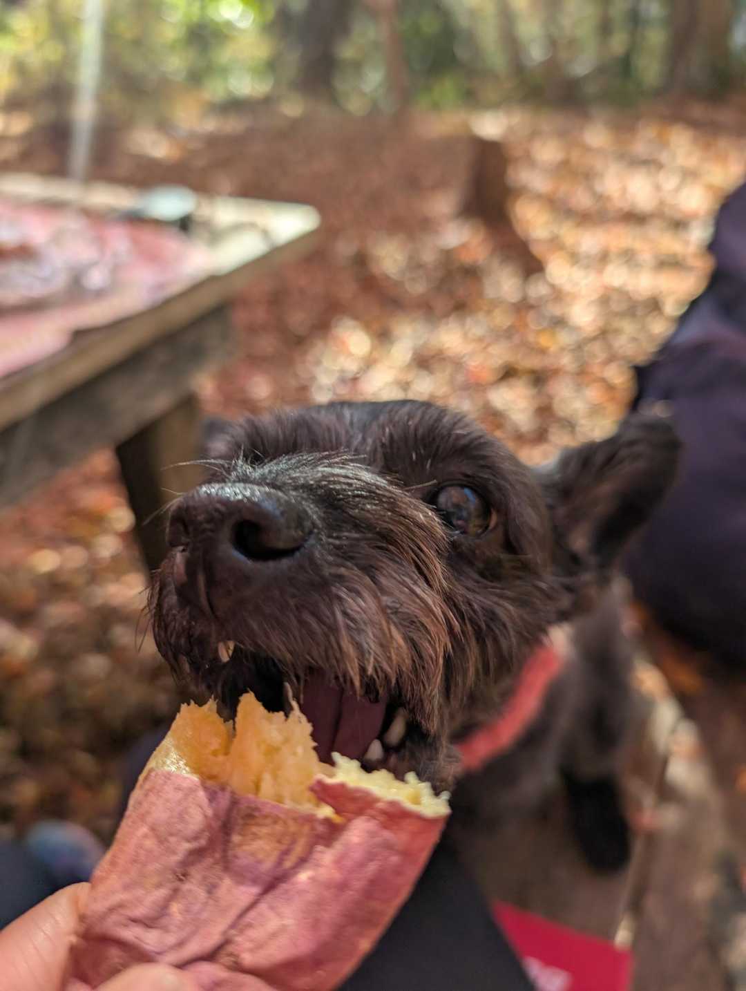 評議原と牡龍籠山・雌龍籠山・榎窪山🐶🍁 / koroponさんの高尾山・陣馬山・景信山の活動データ | YAMAP / ヤマップ