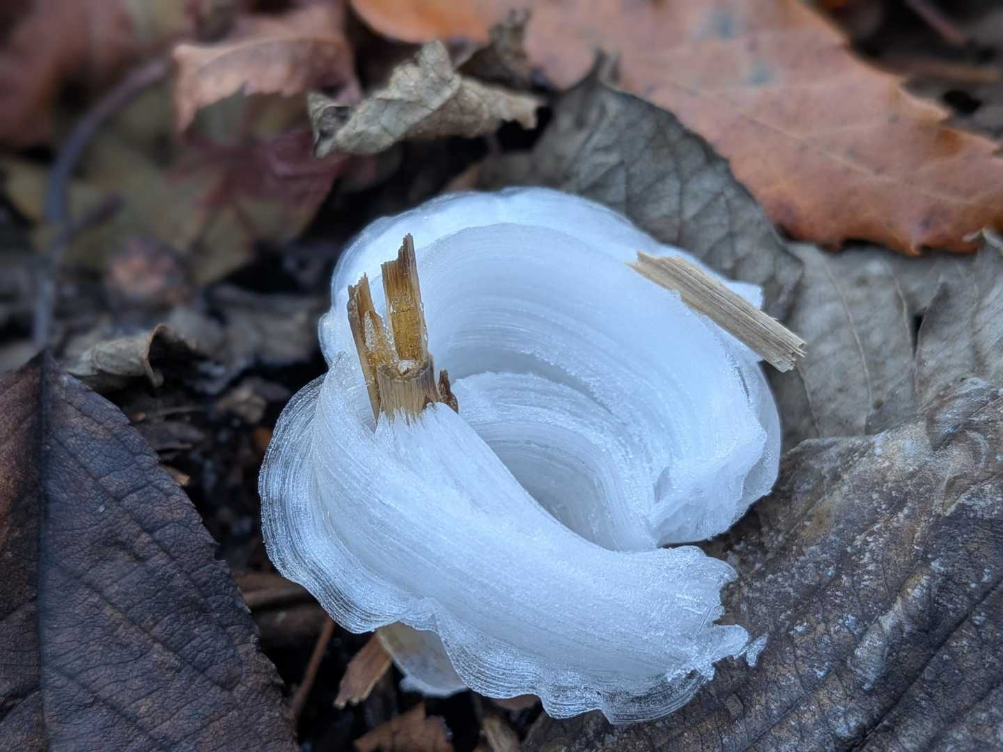 シモバシラ氷華を見に陣馬山 / kumakoさんの高尾山・陣馬山・景信山の活動データ | YAMAP / ヤマップ