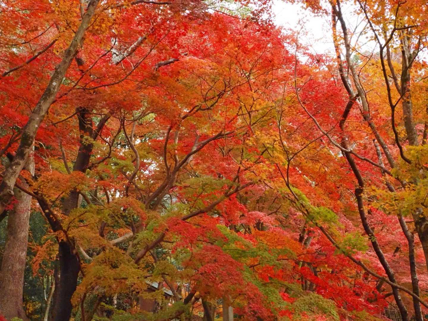 紅葉🍁ついでの宝満山 / みぃみぃさんの宝満山・三郡山・若杉山の活動データ | YAMAP / ヤマップ