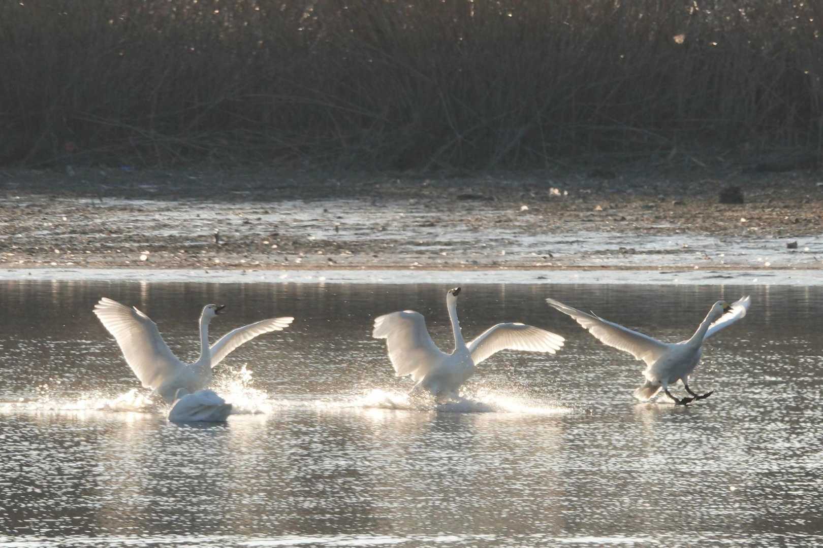 ハクチョウいっぱい多々良沼🦢 / jikiさんのウォーキングの活動データ | YAMAP / ヤマップ