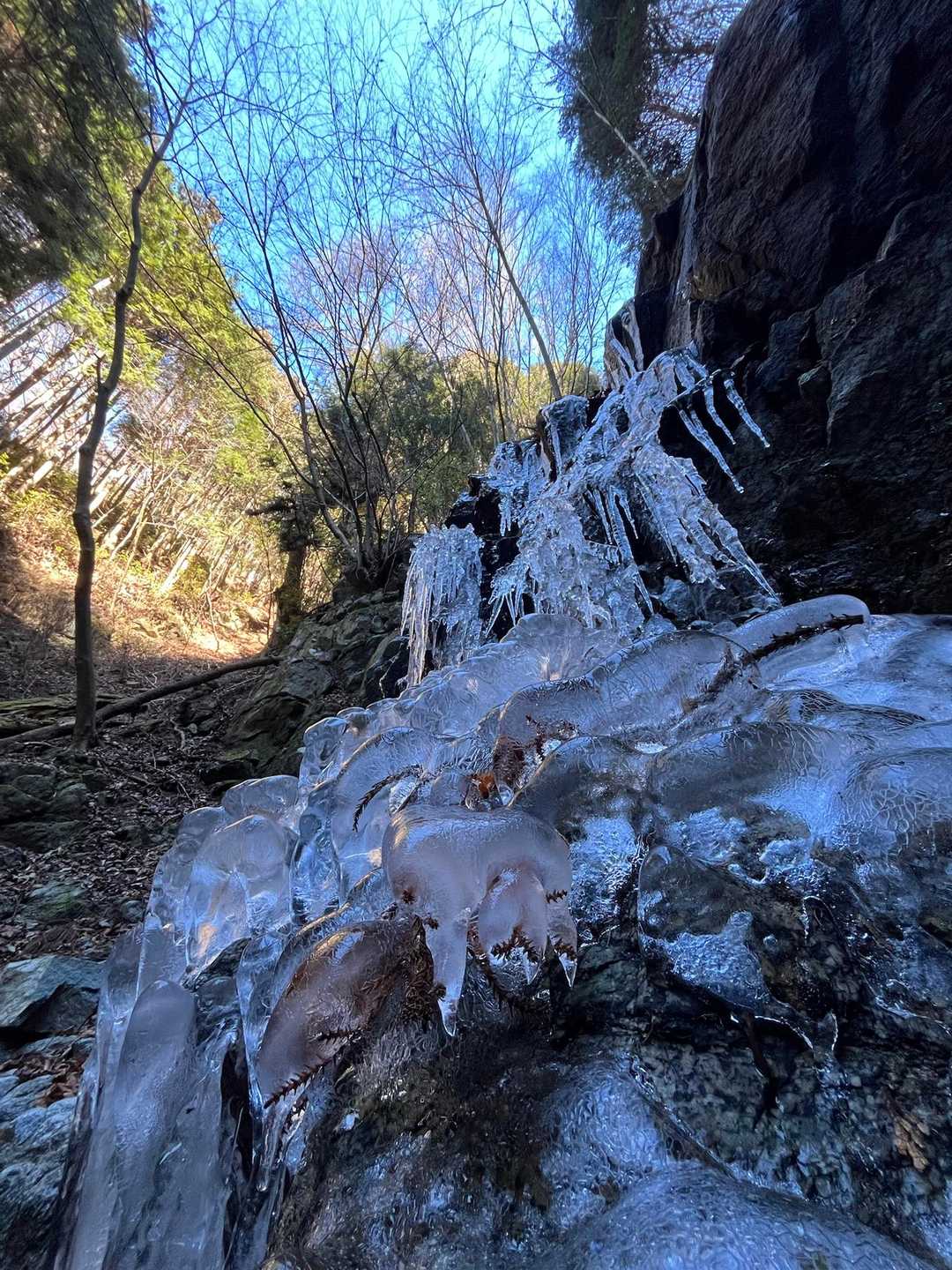 合格祈願の金剛山🌸 / みやさんの金剛山・二上山・大和葛城山の活動データ | YAMAP / ヤマップ