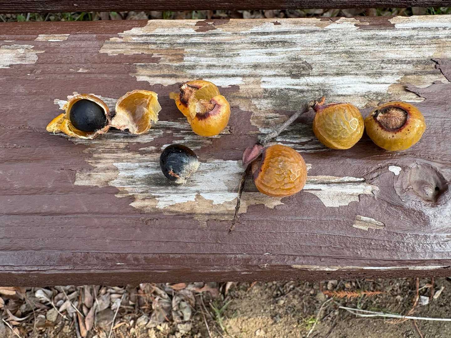 ムクロジを見に。😊大泉緑地’26-#7 / kazz309さんの堺市の活動データ | YAMAP / ヤマップ