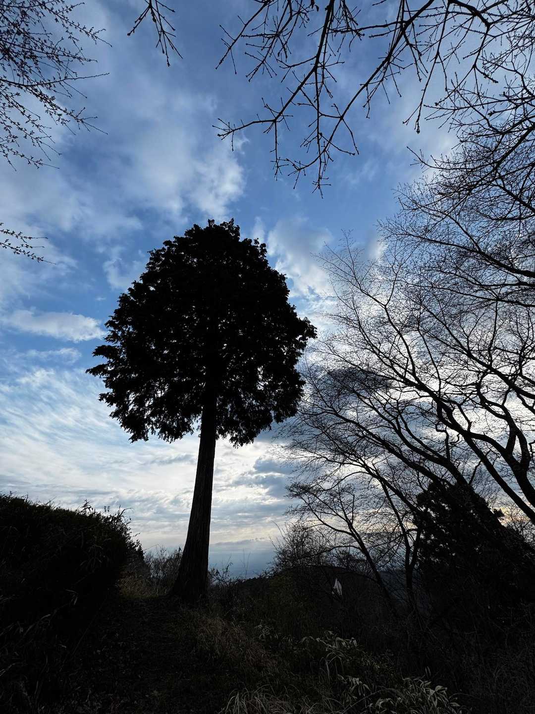 トレーニングハイキング #007 高尾山〜景信山〜高尾山 / nobi-wanさんの高尾山・陣馬山・景信山の活動データ | YAMAP / ヤマップ