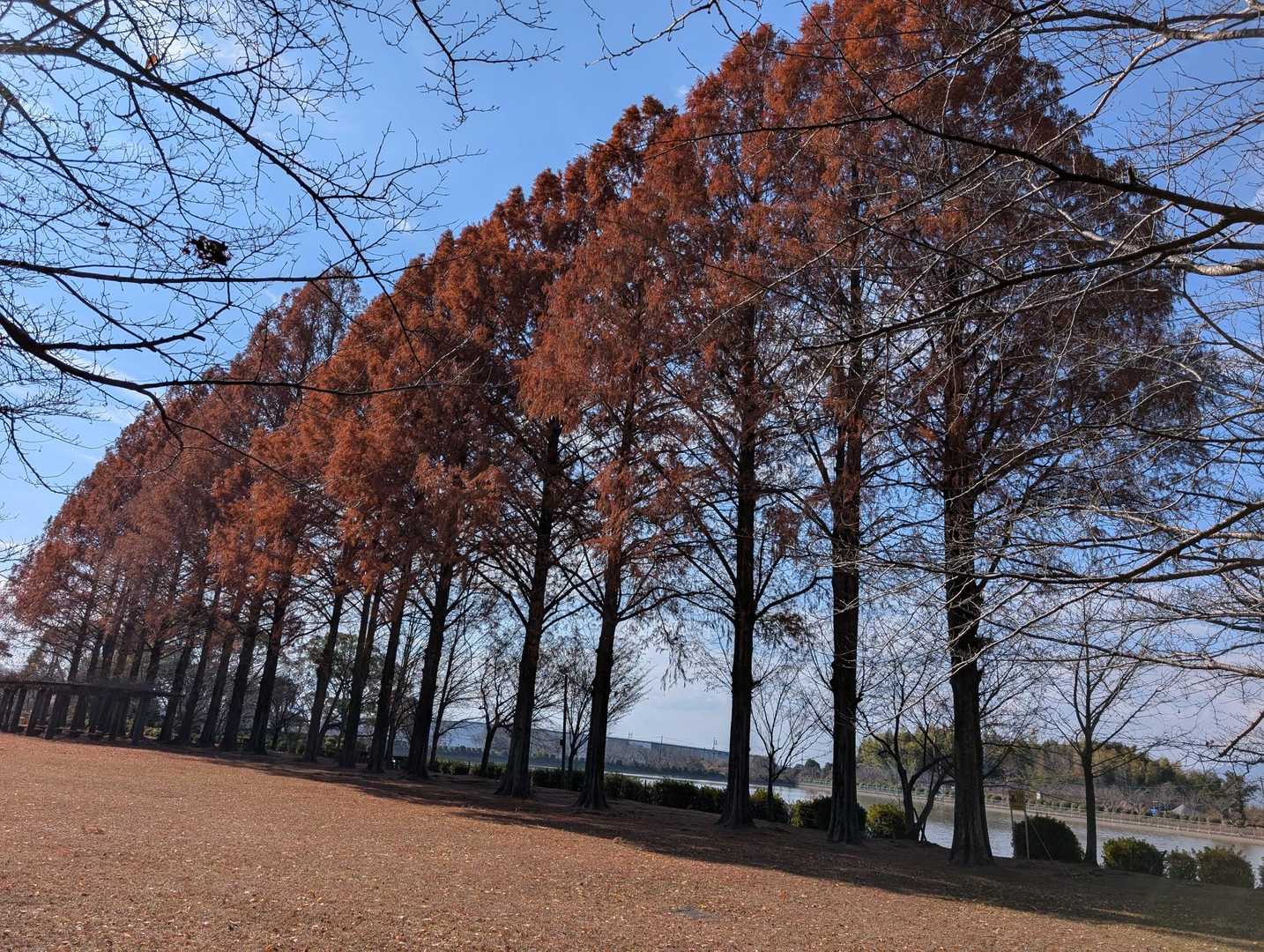 メタセコイアと山犬 / 芳子さんの宮地岳の活動データ | YAMAP / ヤマップ