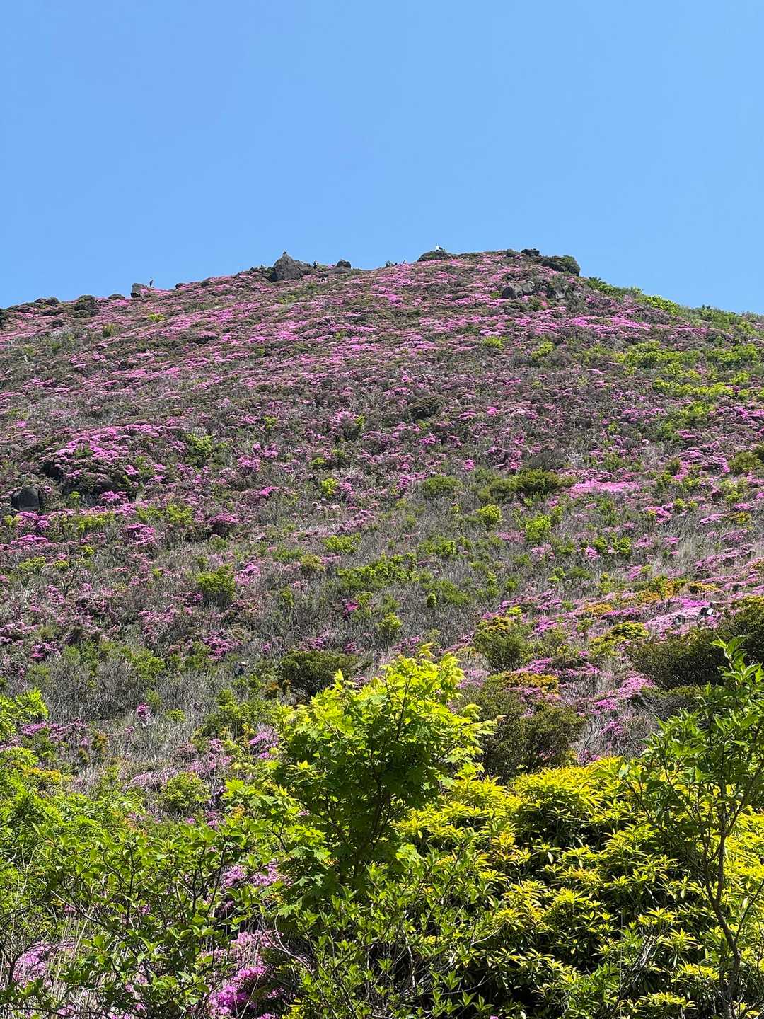 平治岳 / 有明 三郎さんの九重山（久住山）・大船山・星生山の活動データ | YAMAP / ヤマップ
