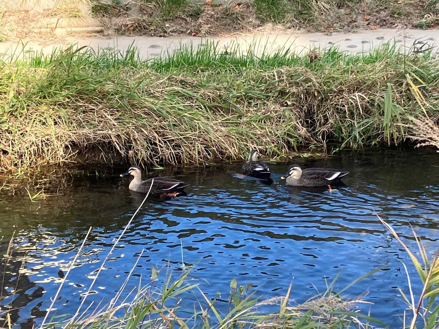 ウォーキング-2025-11-23 / まりんさんのウォーキングの活動データ | YAMAP / ヤマップ