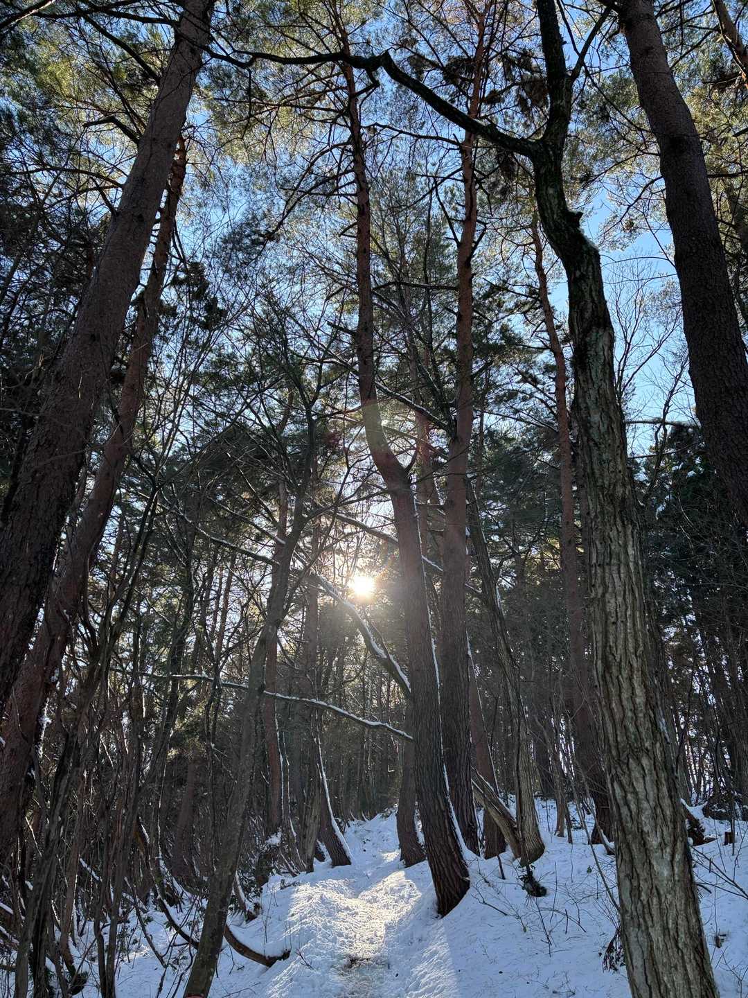 八乙女山(70回目) / kazuさんの牛岳の活動データ | YAMAP / ヤマップ