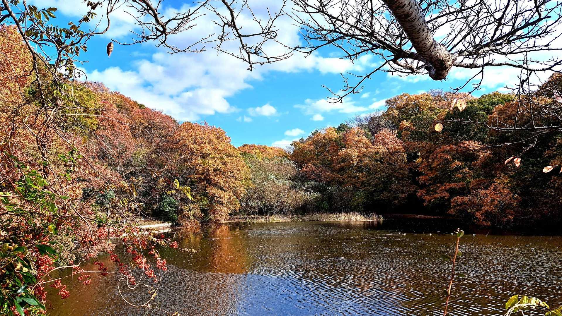 国見山・新サンドイッチ山 / 姫花さんの交野山・国見山の活動データ | YAMAP / ヤマップ