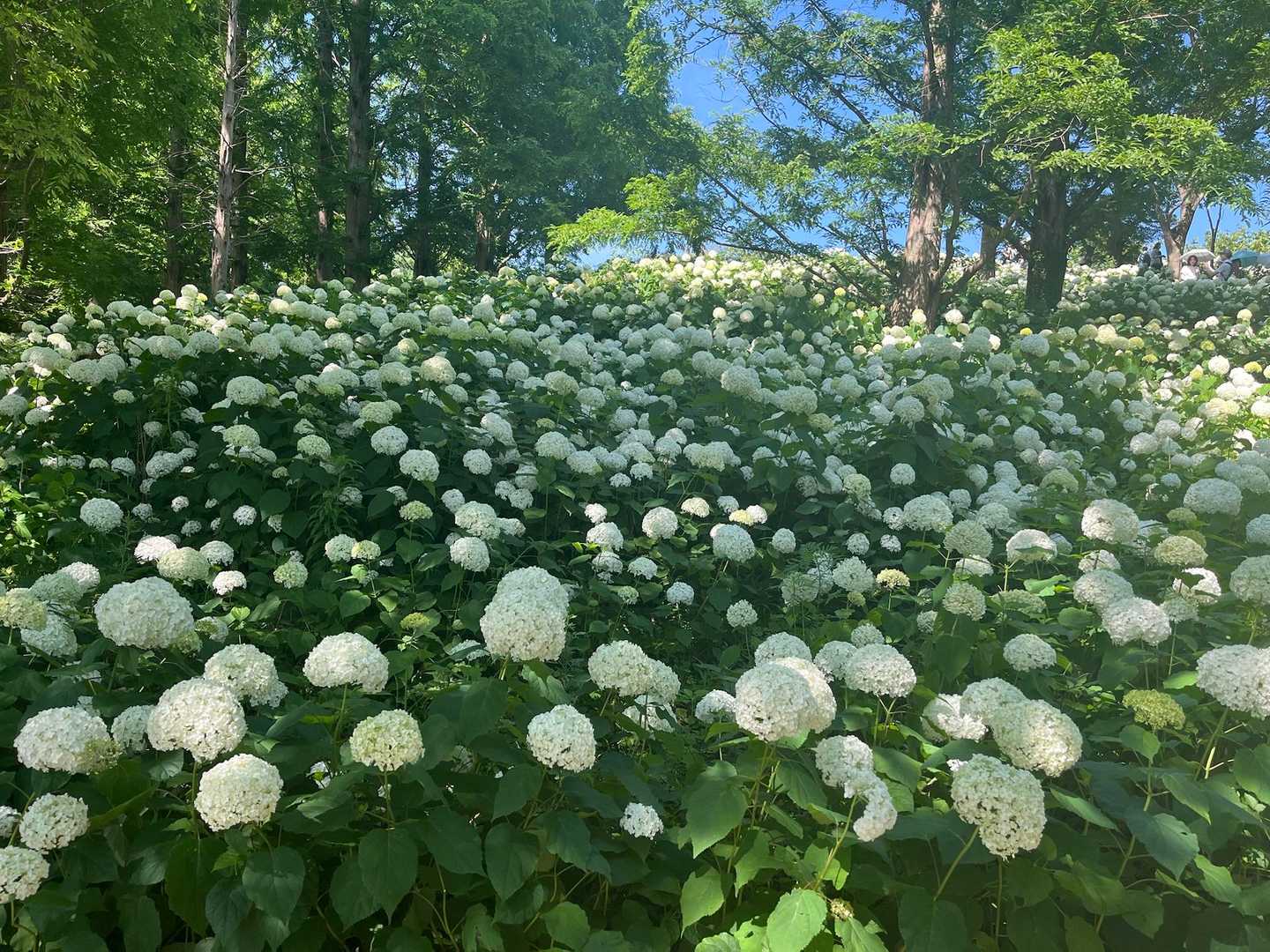 六甲山・長峰山・摩耶山-2025-06-28 / やりほたかさんの六甲山・長峰山・摩耶山の活動データ | YAMAP / ヤマップ