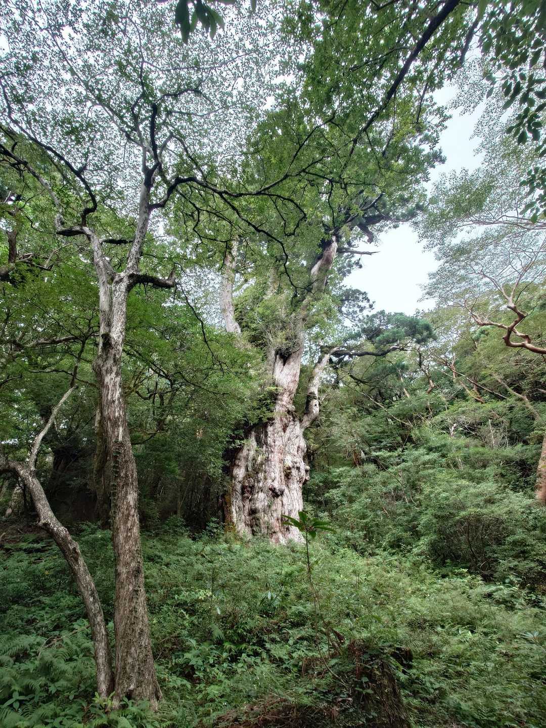 屋久島・縄文杉（初ツアー参加） / はまごんさんの屋久島・宮之浦岳の活動データ | YAMAP / ヤマップ