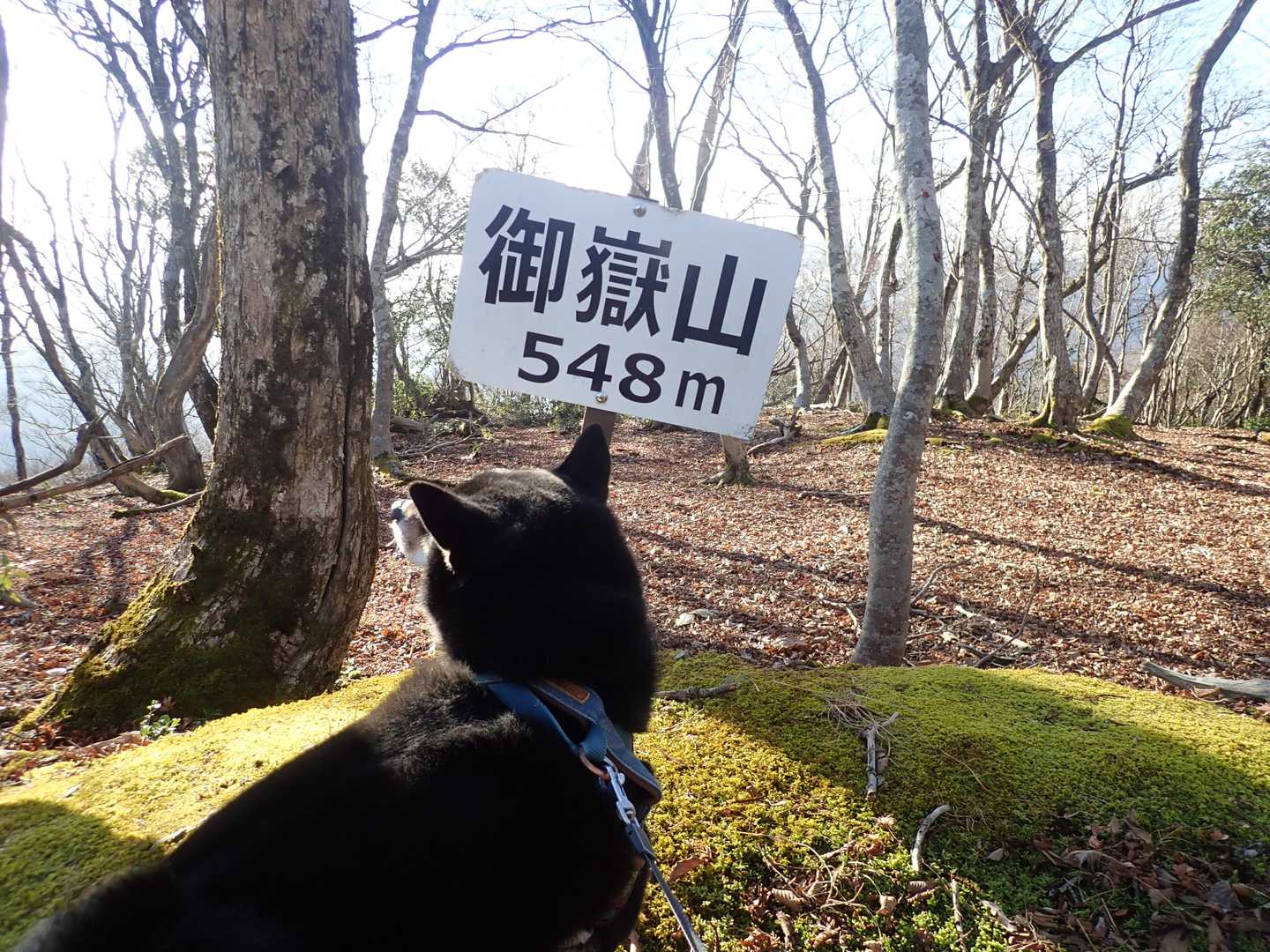 251220-1_城山・御岳山(福井県美浜町/じろうまる🐕‍🦺コラボ79回-1) / EIZさんの雲谷山の活動データ | YAMAP / ヤマップ