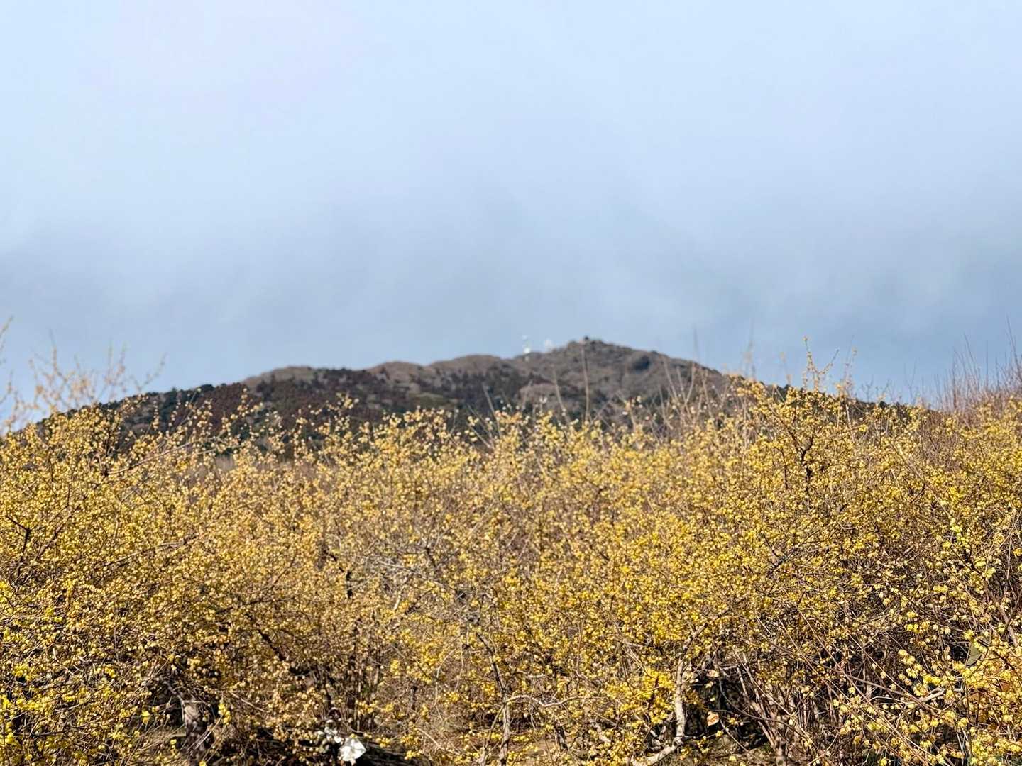 蝋梅お花見登山at筑波山🌼 / あきあかぴさんの筑波山の活動データ | YAMAP / ヤマップ