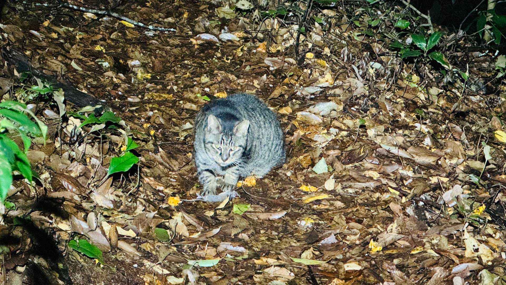 野生児🐱ノラ😳 / R320さんの金華山・洞山・舟伏山の活動データ | YAMAP / ヤマップ
