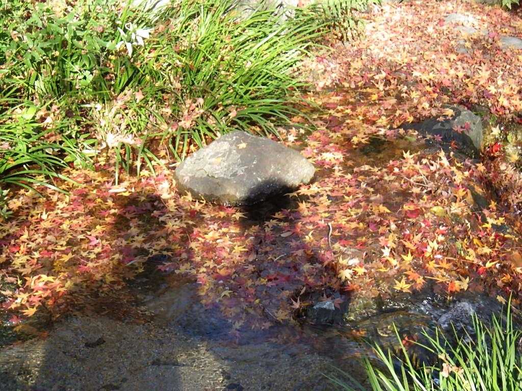 251219白鳥庭園って？？ / 名草山3さんの名古屋市の活動データ | YAMAP / ヤマップ