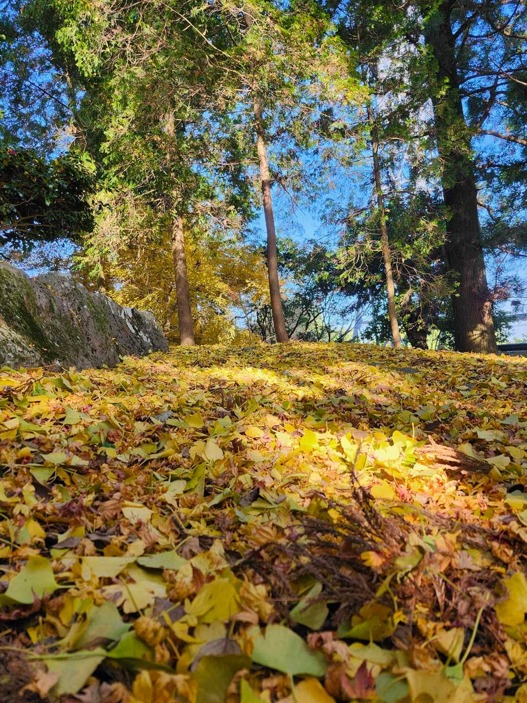 34座目 金峰山 / ukiさんの金峰山・二ノ岳・三ノ岳の活動データ | YAMAP / ヤマップ