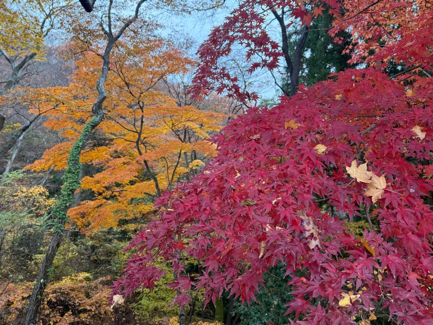 常陸国ロングトレイル②2025⭐️鍋足山 / Taka♪さんの鍋足山の活動データ | YAMAP / ヤマップ