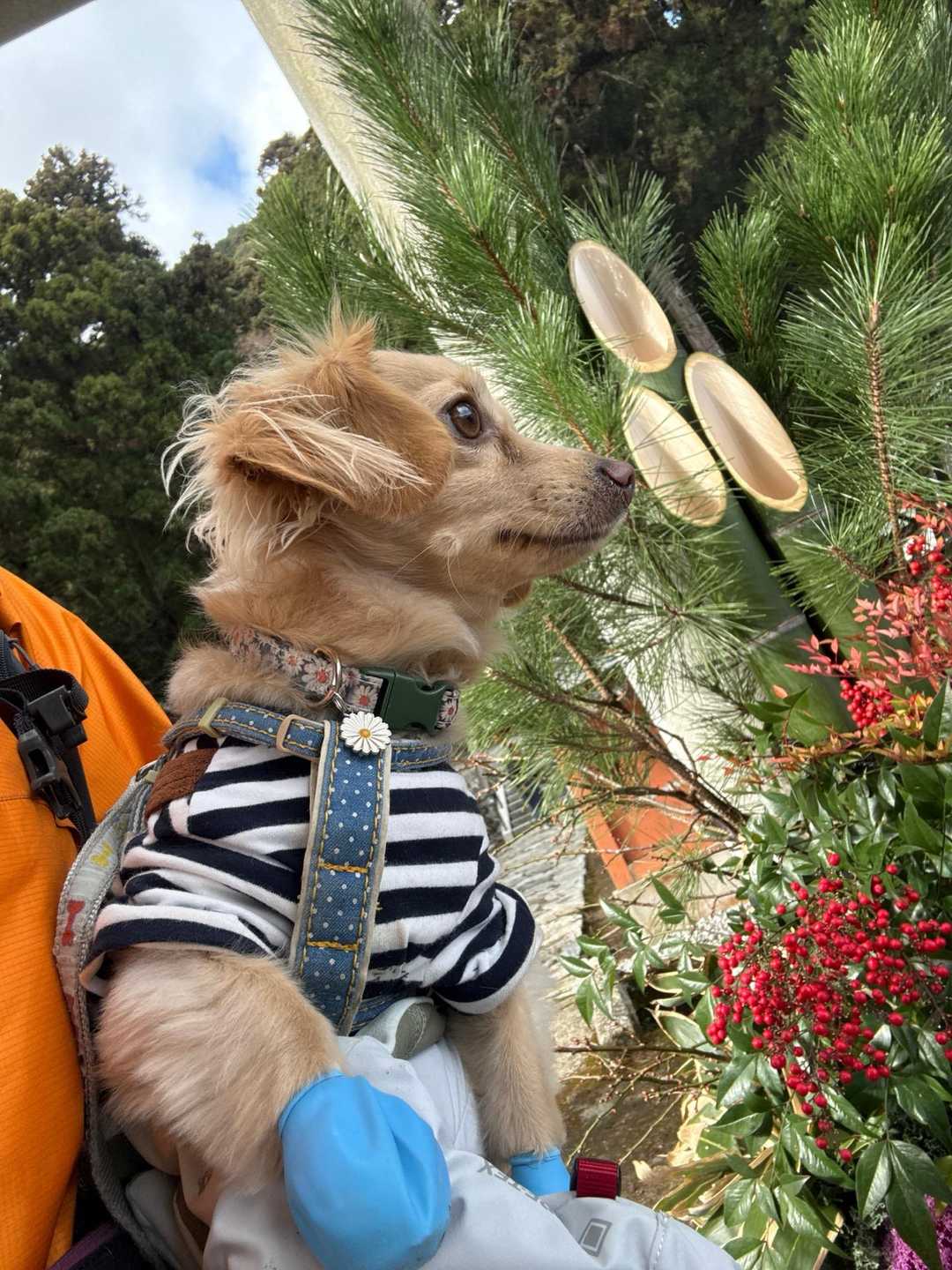金剛山 / なおこさんの金剛山・二上山・大和葛城山の活動データ | YAMAP / ヤマップ