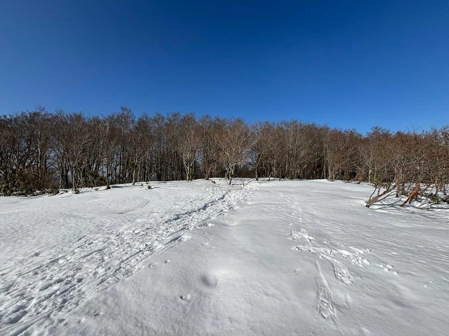 高清水高原・大畝山・御林山・池川山 / のぼる山さんの伯州山・霧ヶ原の活動データ | YAMAP / ヤマップ