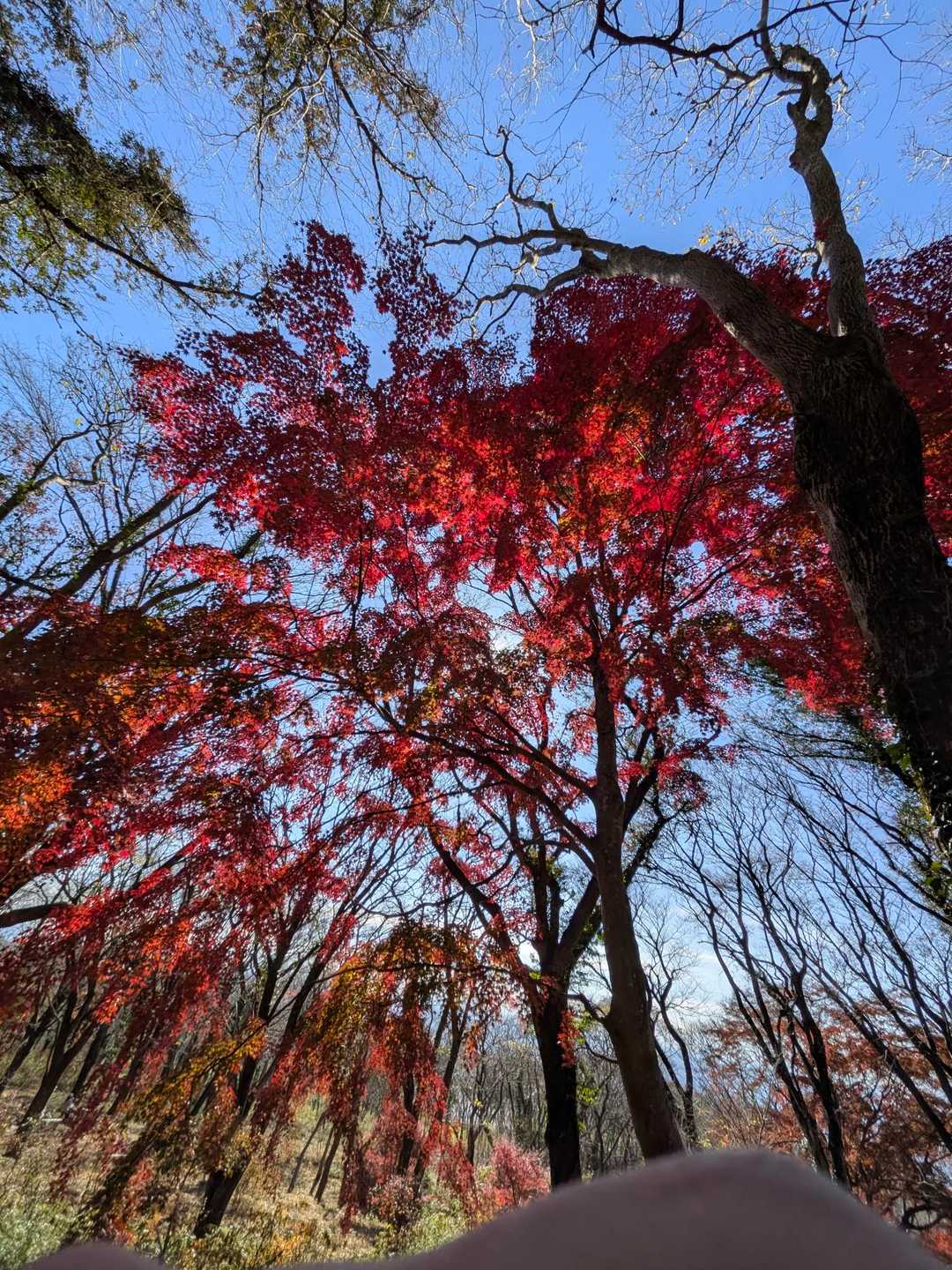 ロコに愛される宝篋山 / Jimさんの宝篋山・富岡山の活動データ | YAMAP / ヤマップ