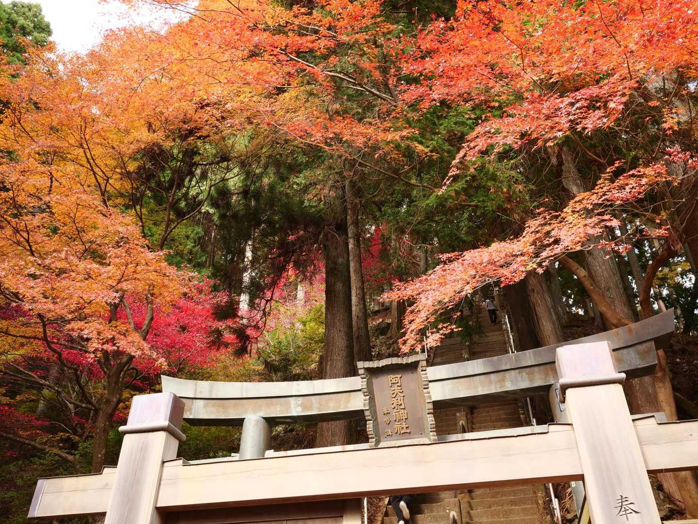 大山 / ひらしんさんの塔ノ岳・丹沢山・蛭ヶ岳の活動データ | YAMAP / ヤマップ