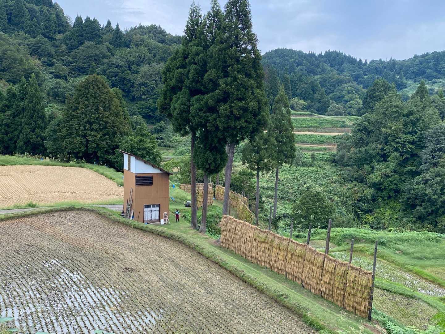 刈羽黒姫山山麓で稲刈り / mtakoさんのモーメント | YAMAP / ヤマップ