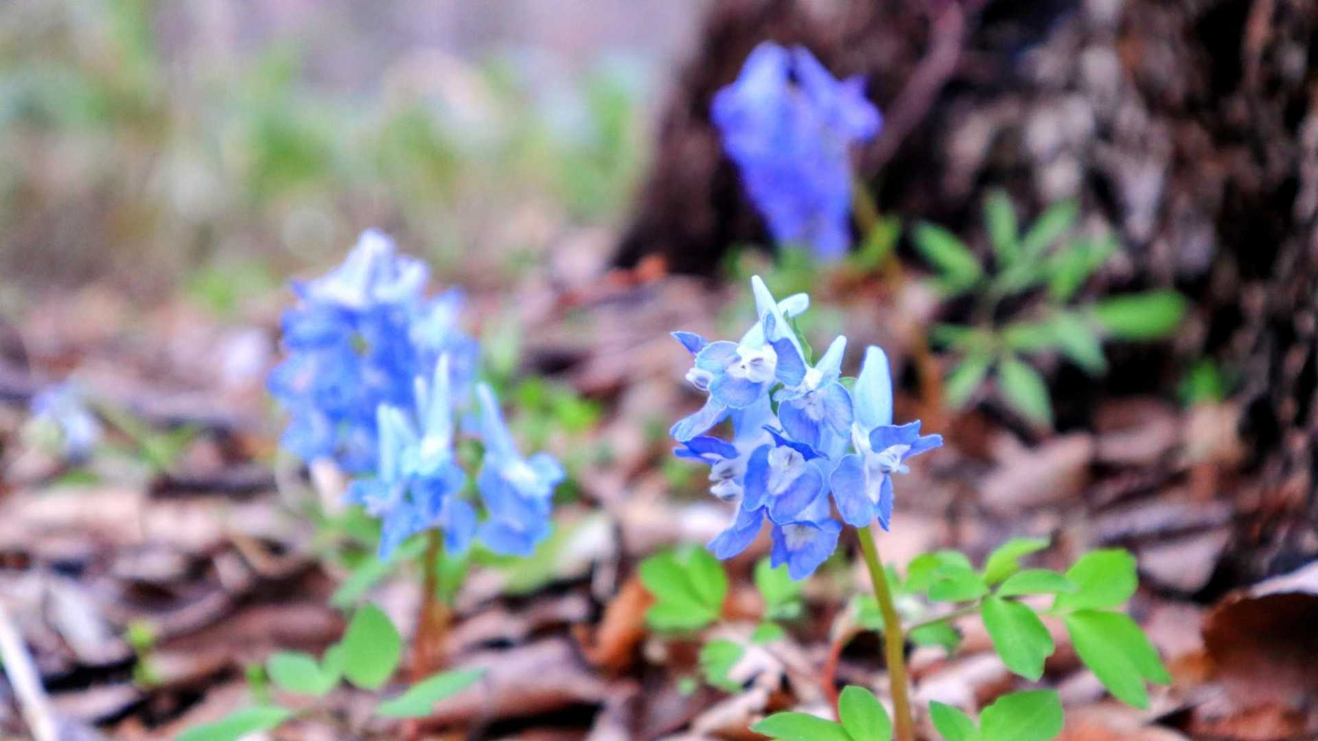 春暖花開🪻三角山・大倉山・荒井山・円山・小ナマコ山・大ナマコ山・赤坂山 / HIRO.★の登山データ | YAMAP / ヤマップ
