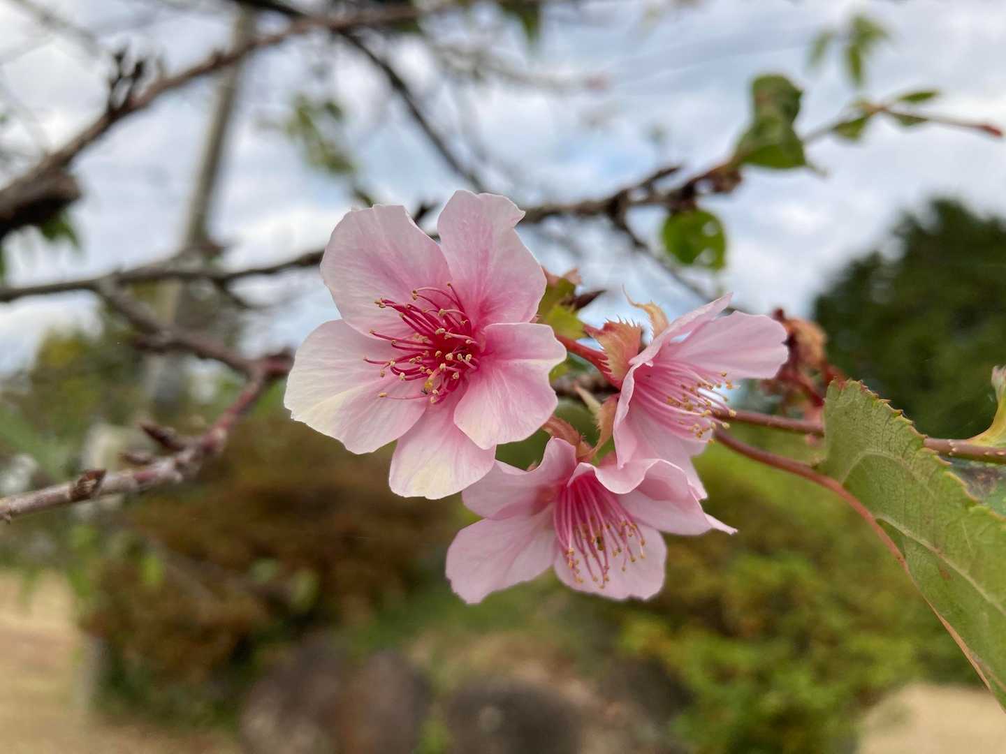 おまけのPH（岩木山） / puniさんの青の洞門・競秀峰の活動データ | YAMAP / ヤマップ