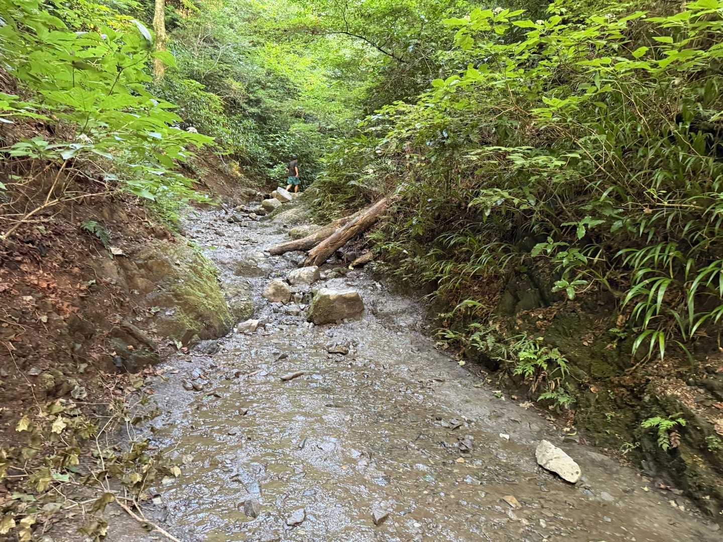 高尾山6号路-3号路-1号路 / serickさんの高尾山・陣馬山・景信山の活動データ | YAMAP / ヤマップ