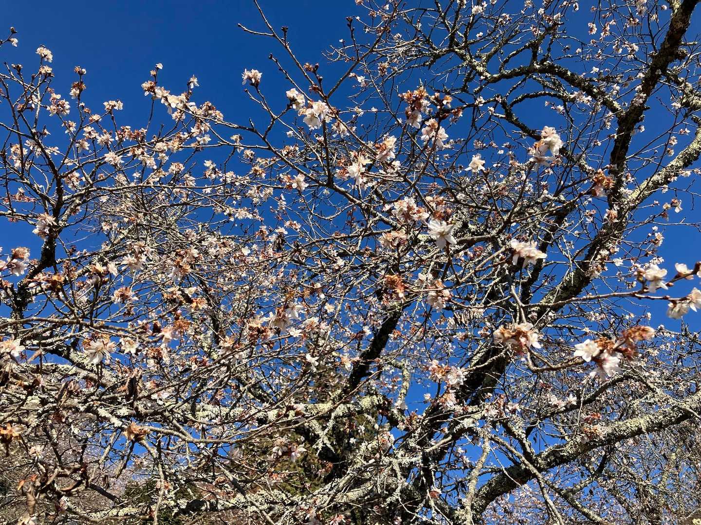 かろうじて桜あり！_桜山公園_20251228 / DDDDDDDさんの御荷鉾山・オドケ山・桐ノ城山の活動データ | YAMAP / ヤマップ