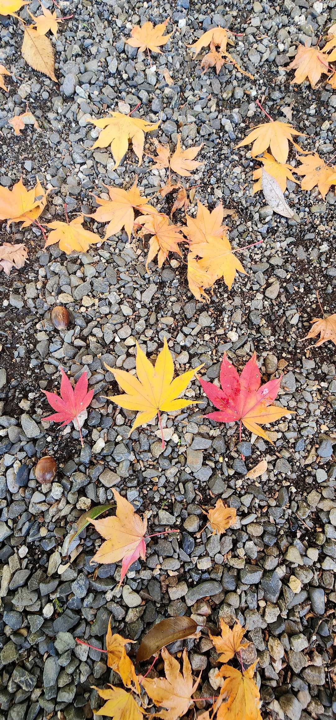 御殿山・武奈ヶ岳 / N@ndo さんの比良山地・武奈ヶ岳・釈迦岳の活動データ | YAMAP / ヤマップ